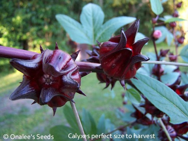 Hibiscus Pods - Branches and Flowering Branches - Greens, Foliages and ...