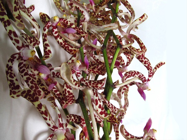 Aranda Pink Tiger - Novelties - Orchids - Flowers by category | Sierra ...