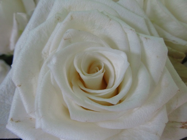 Rose Highlight - Standard Rose - Roses - Flowers by category | Sierra ...