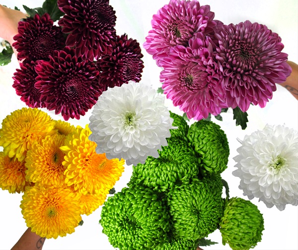 Disbud Ball Asst & Solid - Disbuds/Mums - Chrysanthemum - Flowers by ...