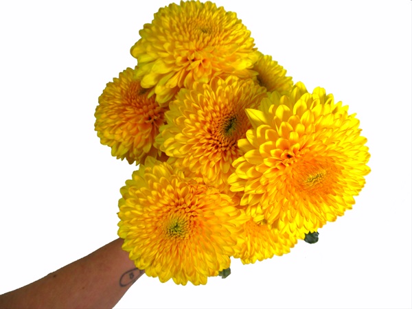 Disbud Ball Asst & Solid - Disbuds/Mums - Chrysanthemum - Flowers by ...
