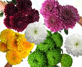 Disbud Ball Asst & Solid - Disbuds/Mums - Chrysanthemum - Flowers by ...