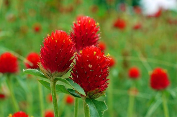 Gomphrena Red - Gomphrena - Flowers and Fillers - Flowers by category ...