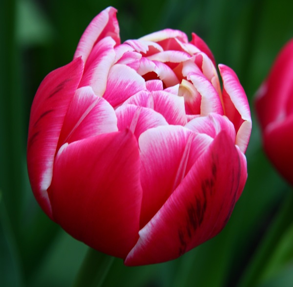 Tulip Double Colombus - Tulips - Flowers and Fillers - Flowers by ...