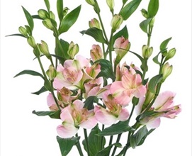 Alstro Pink Charmelia - Alstromeria - Flowers by category | Sierra ...