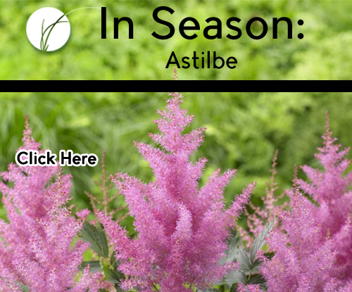 Home | Sierra Flower Finder