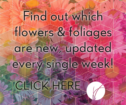 Home | Sierra Flower Finder