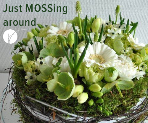 Home | Sierra Flower Finder