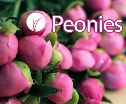 Home | Sierra Flower Finder