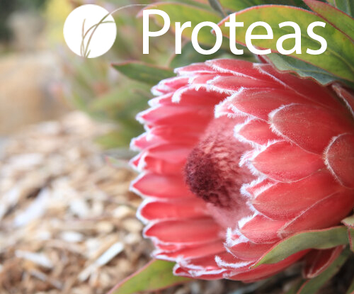 Home | Sierra Flower Finder