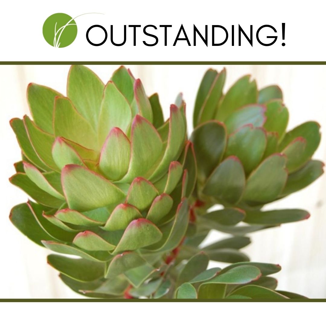 Home | Sierra Flower Finder