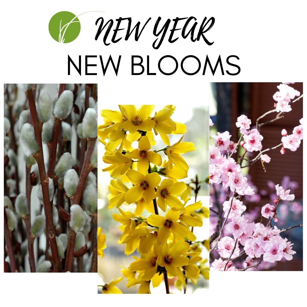 Home | Sierra Flower Finder