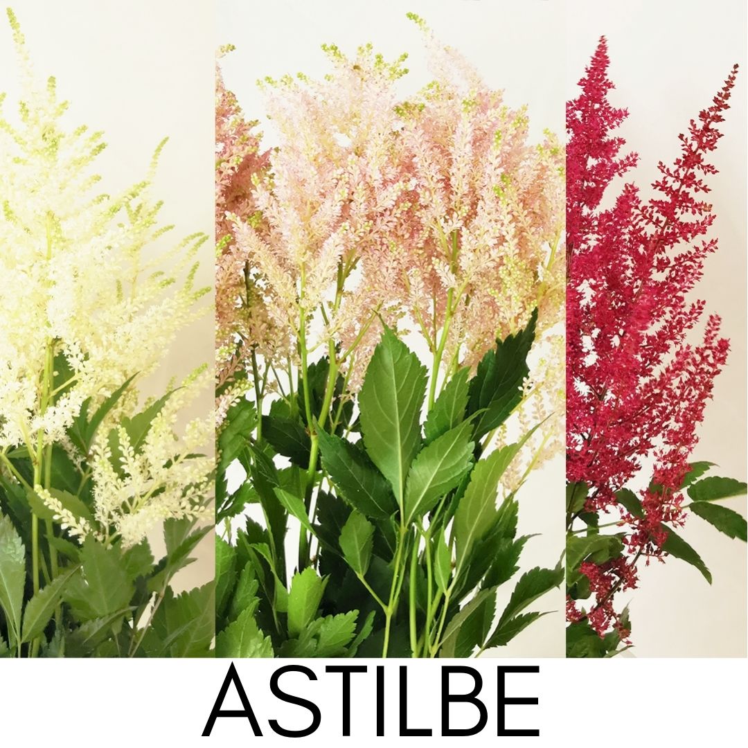 Home | Sierra Flower Finder