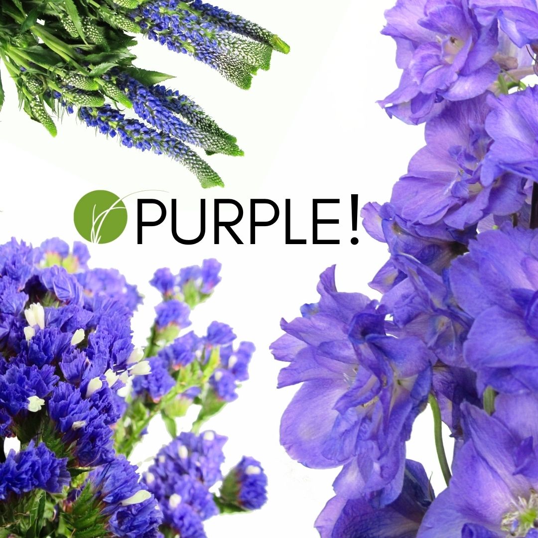 Home | Sierra Flower Finder